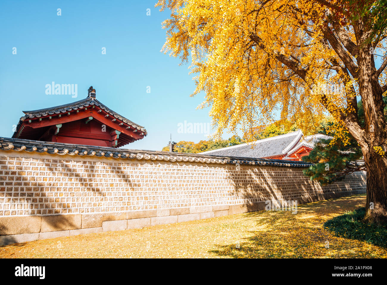 Jongmyo Shrine with yellow ginkgo tree in Seoul, Korea Stock Photo - Alamy