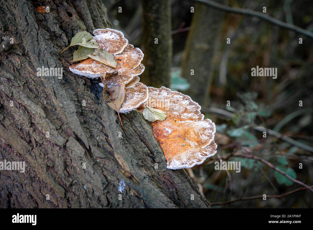 Hill of the poisonous trees hi-res stock photography and images - Alamy