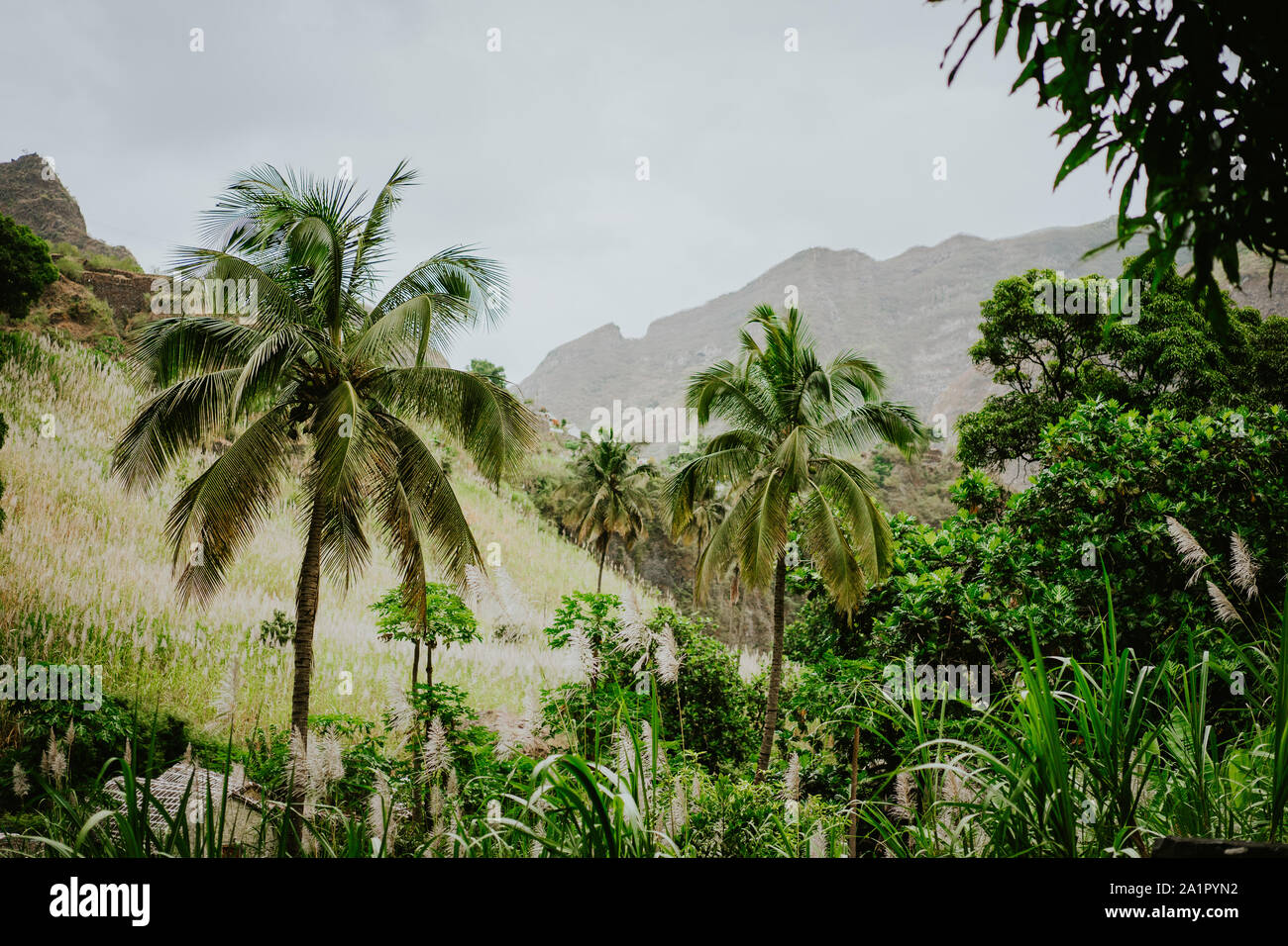 Picturesque ravine and riverbed covered with lush vegetation of banana ...