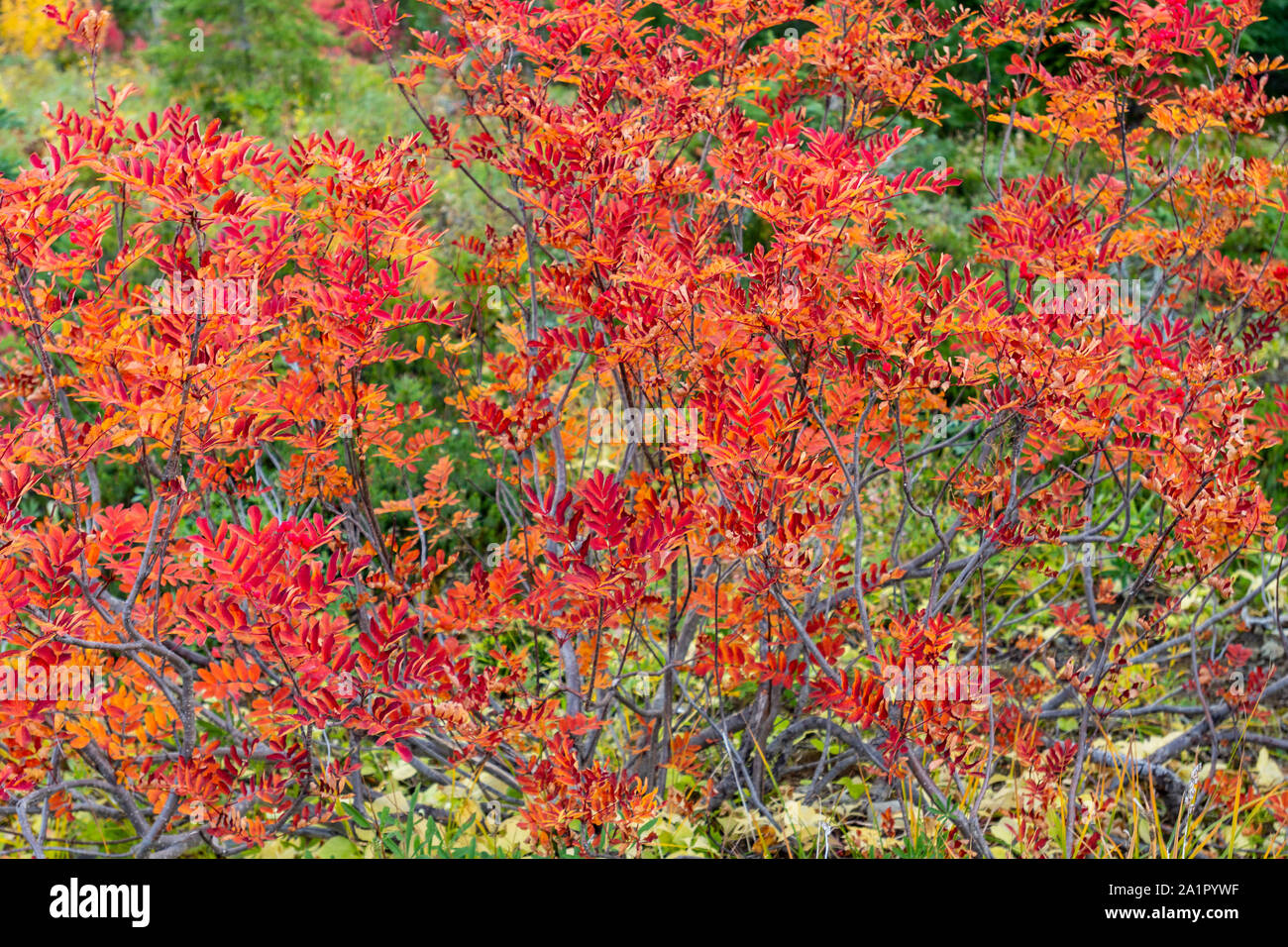 Huckleberry Shrubs in Fall in pacific northwest Stock Photo - Alamy