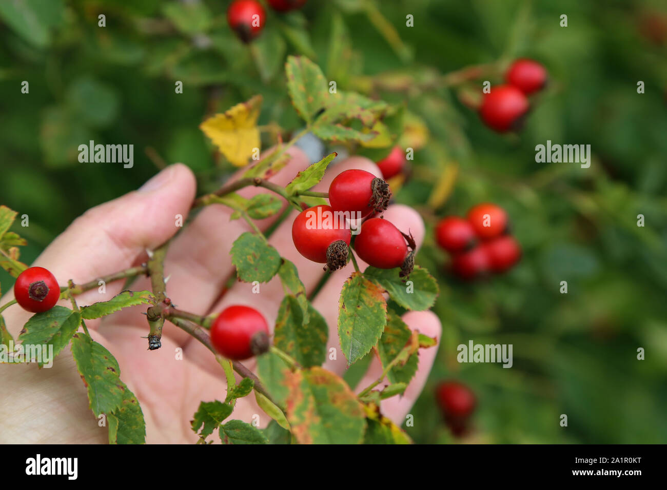 image of rose hips on a green background Stock Photo - Alamy