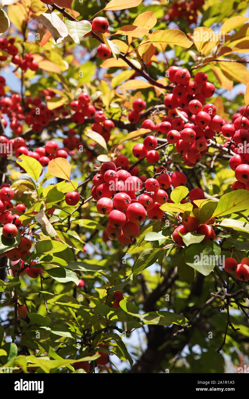 Heavily laden bright red crab apples on a crabapple Malus Asian variety ...