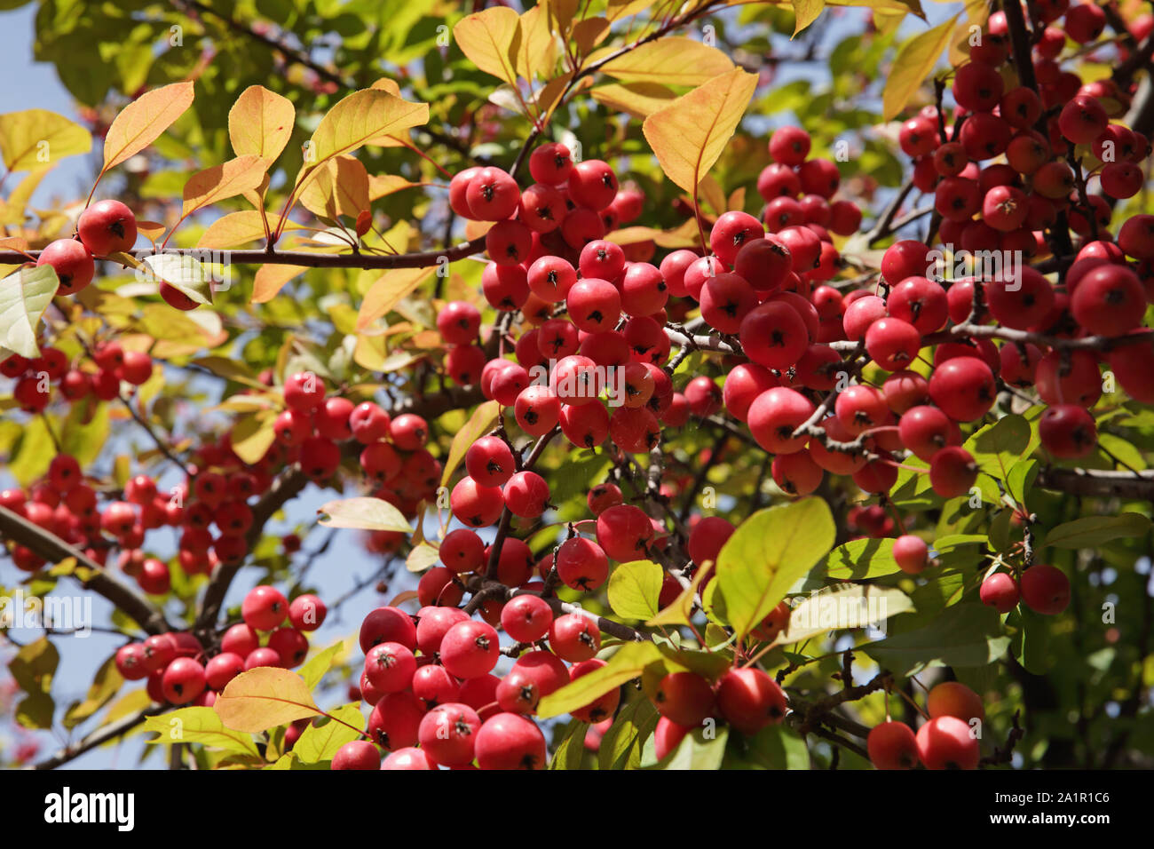 Crabapple harvest hi-res stock photography and images - Alamy