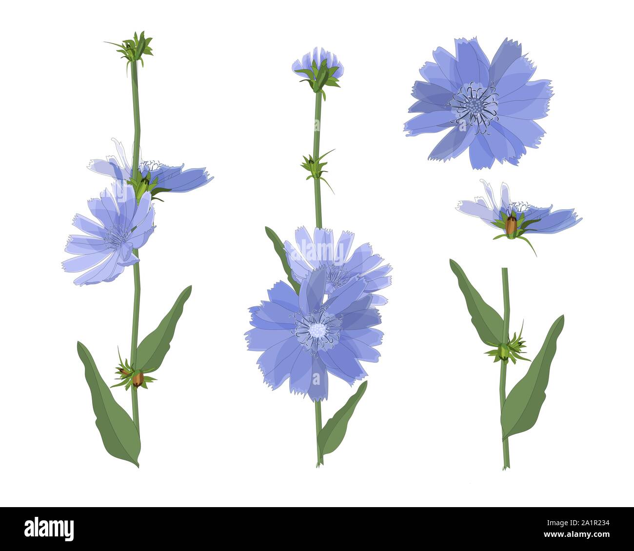 Chicory Flower Drawing