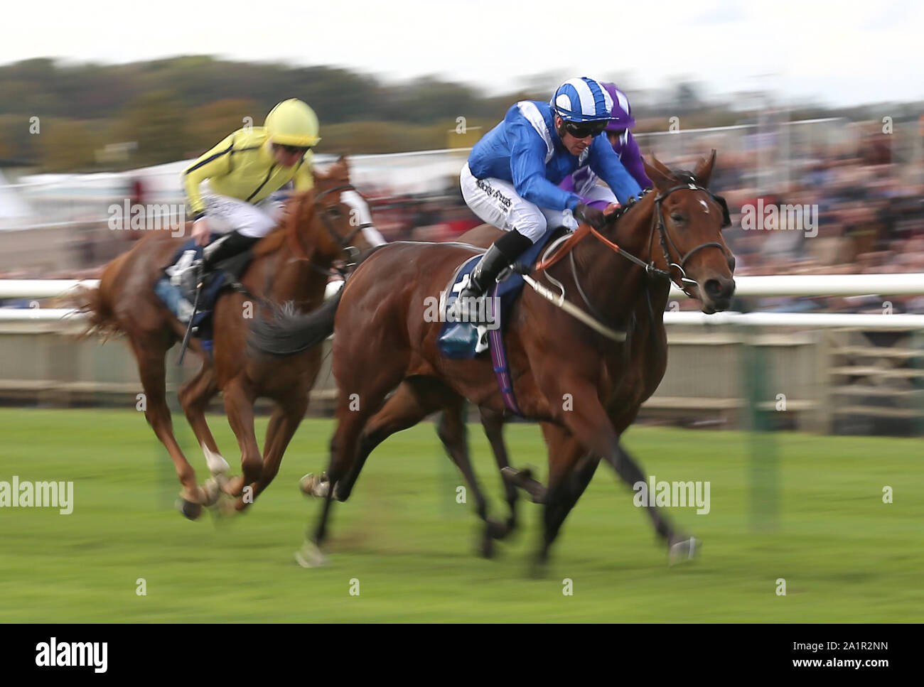 Jersey lily High Resolution Stock Photography and Images - Alamy