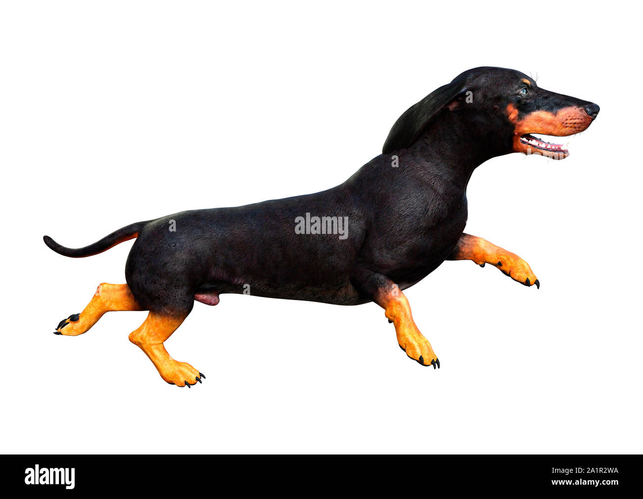 3D rendering of a dachshund or badger dog or sausage dog isolated on ...