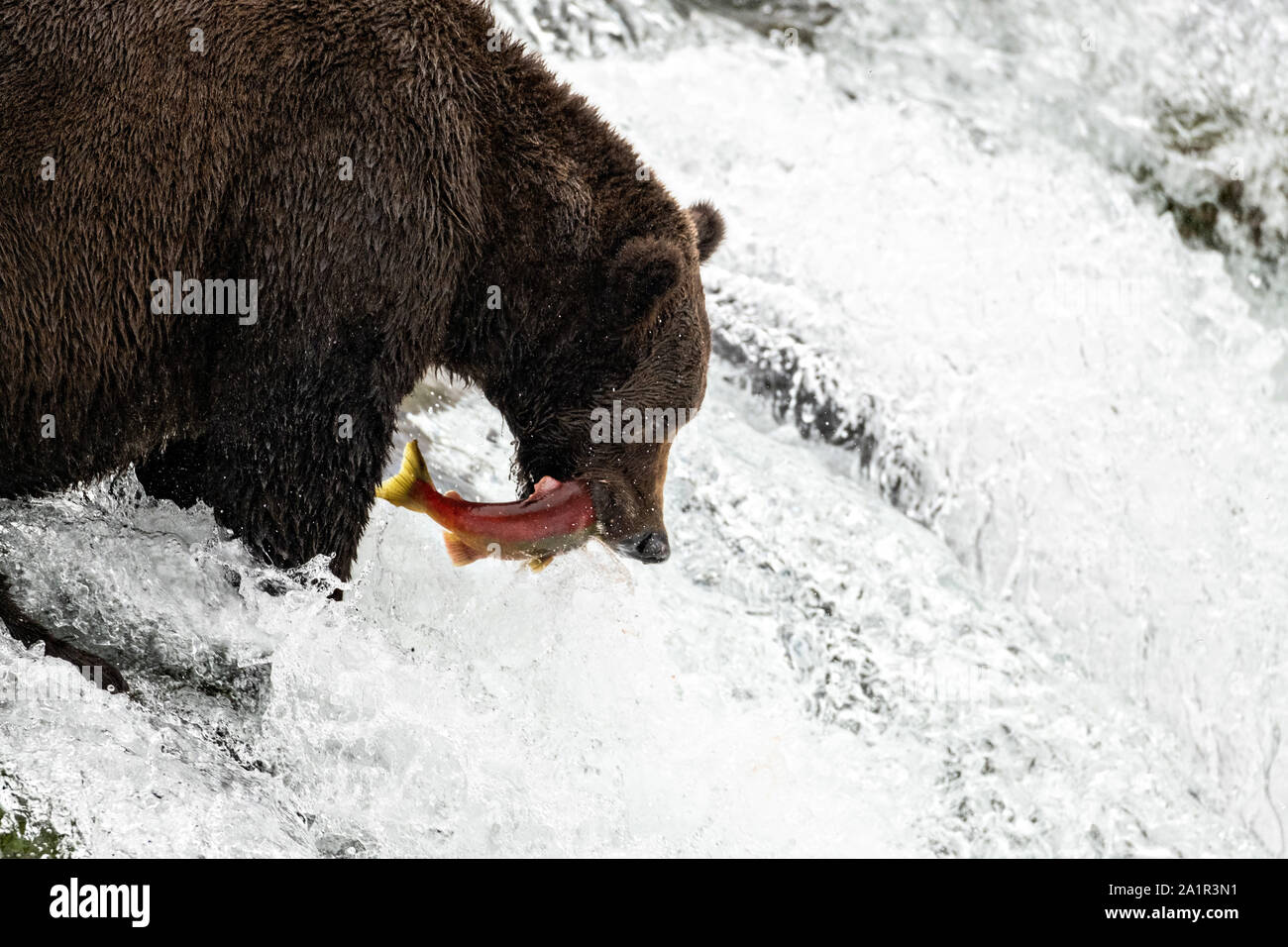 An adult Brown Bear known as 151 Walker, catches spawning Sockeye ...