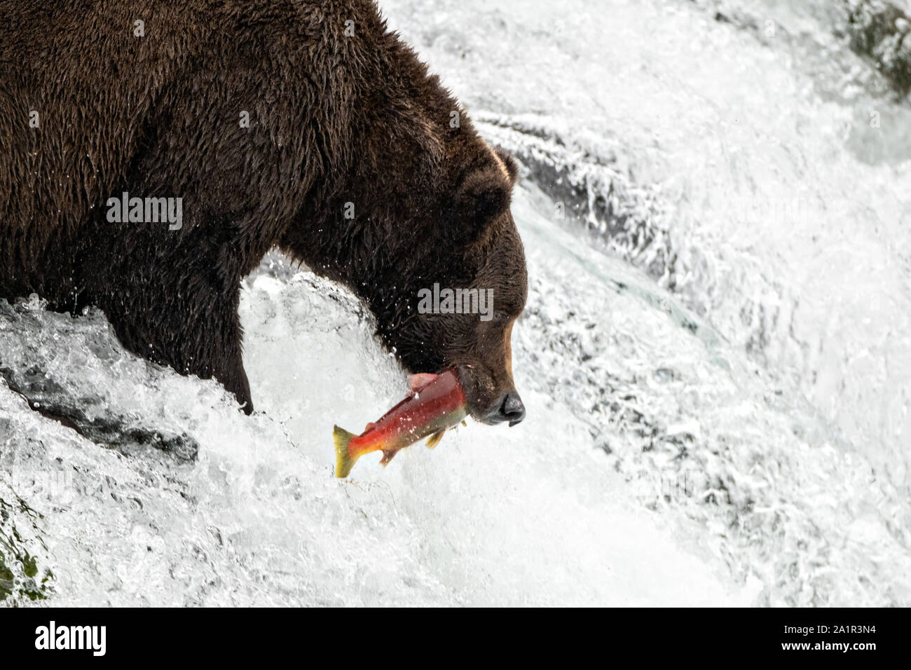 An adult Brown Bear known as 151 Walker, catches spawning Sockeye ...