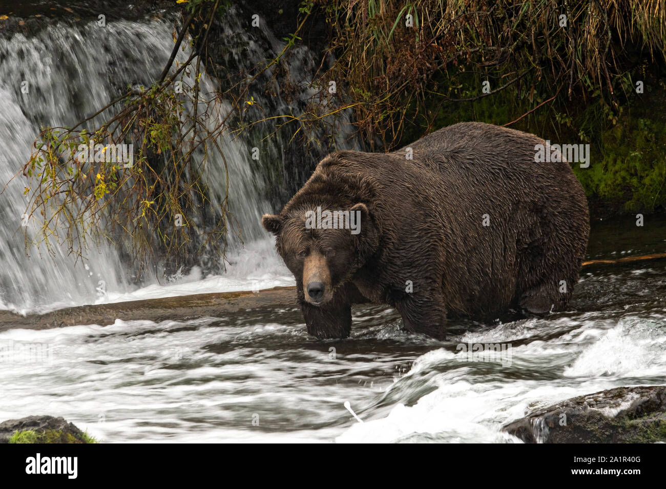 Fat bear 747 hi-res stock photography and images - Alamy