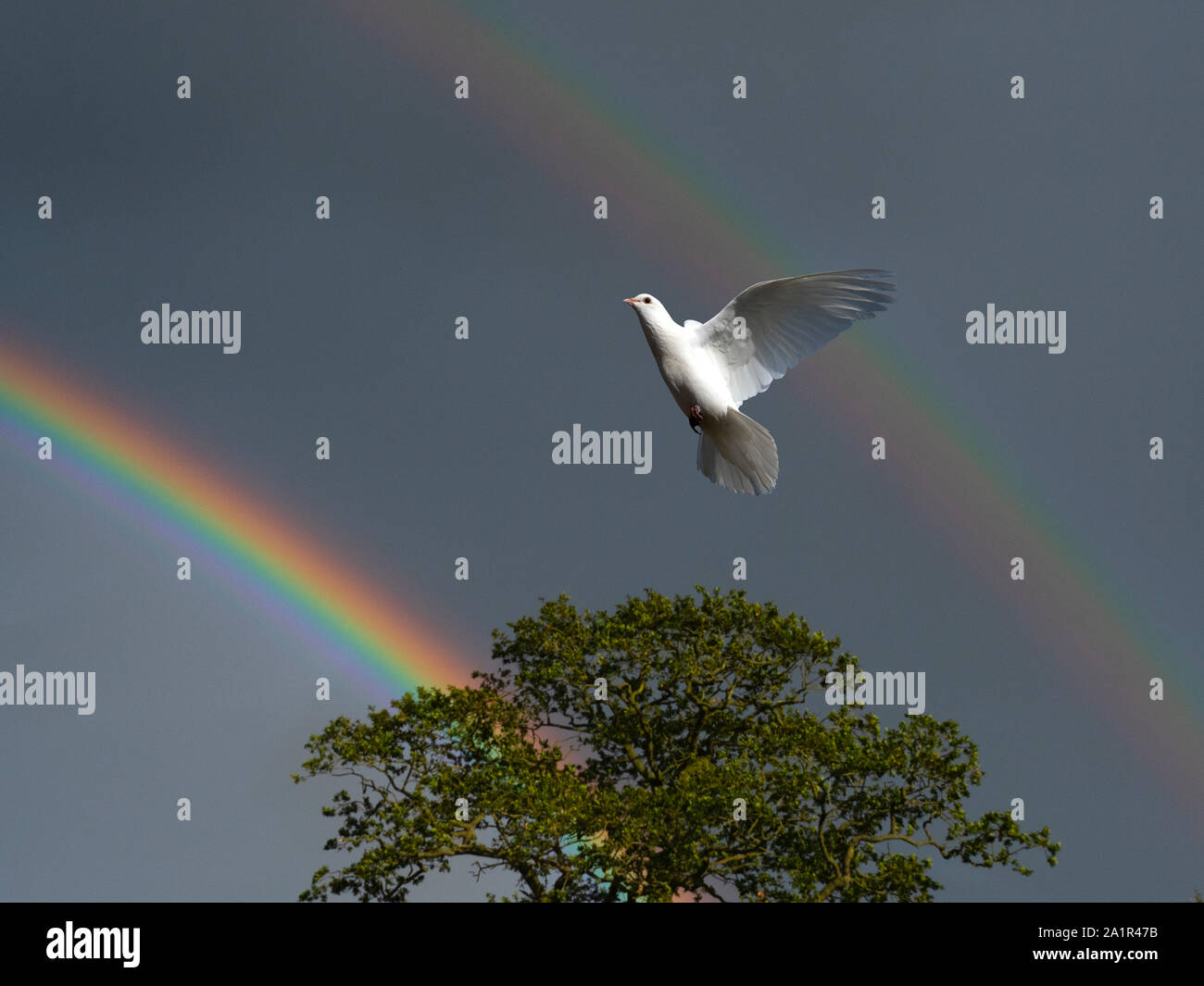 Domestic Fan-Tailed Pigeon and rainbow Stock Photo - Alamy