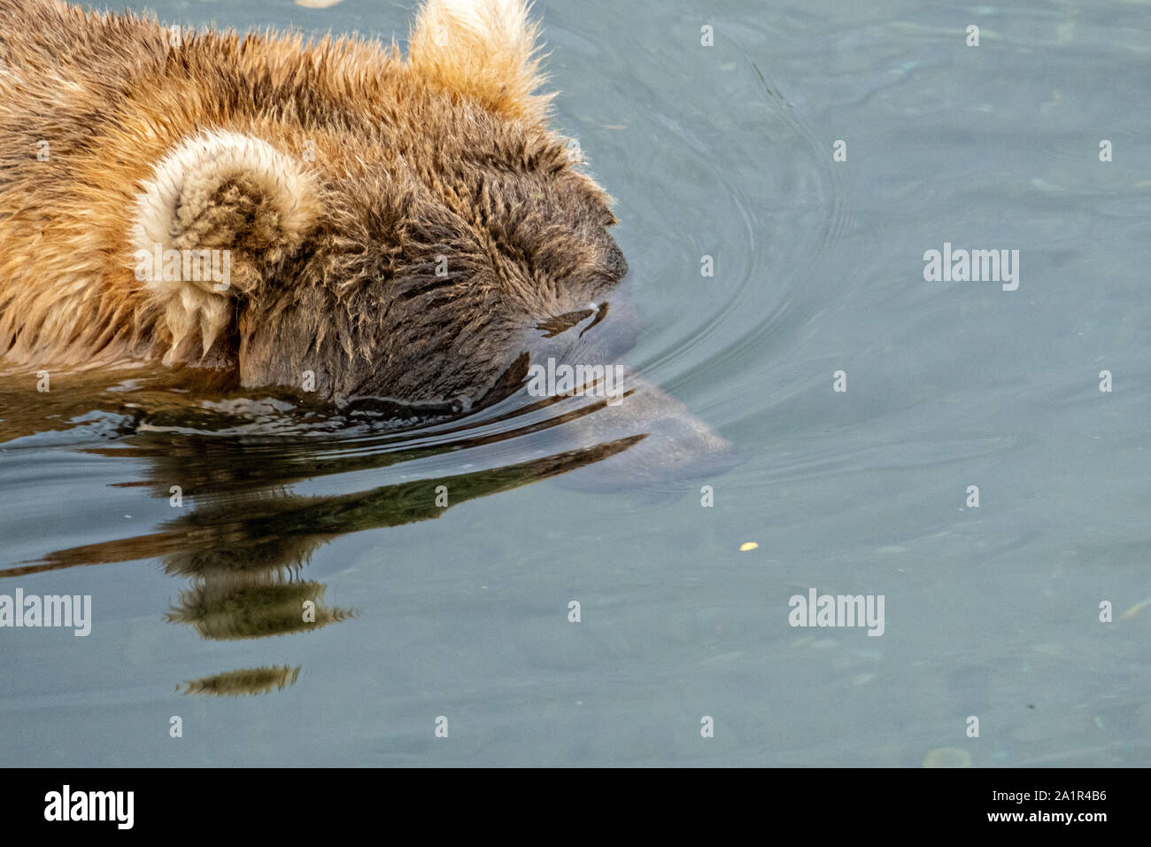 435 fat bear hi-res stock photography and images - Alamy