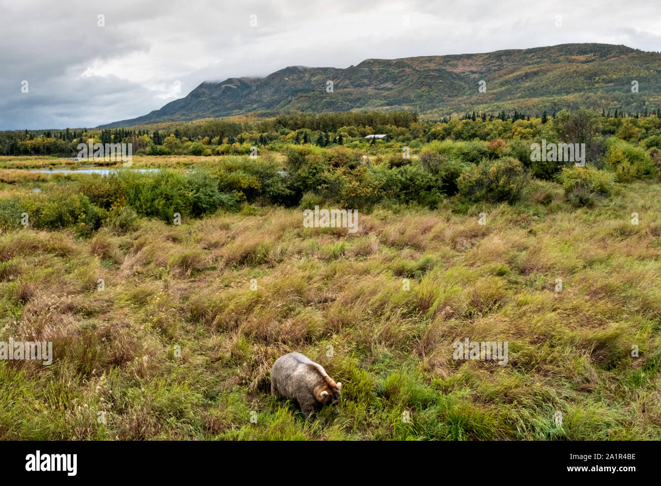 A female adult Brown Bear known as 435 Holly, walks through the high ...