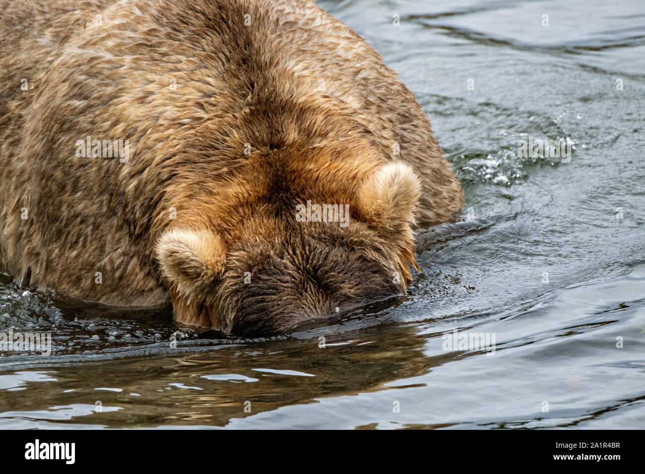 435 fat bear hi-res stock photography and images - Alamy