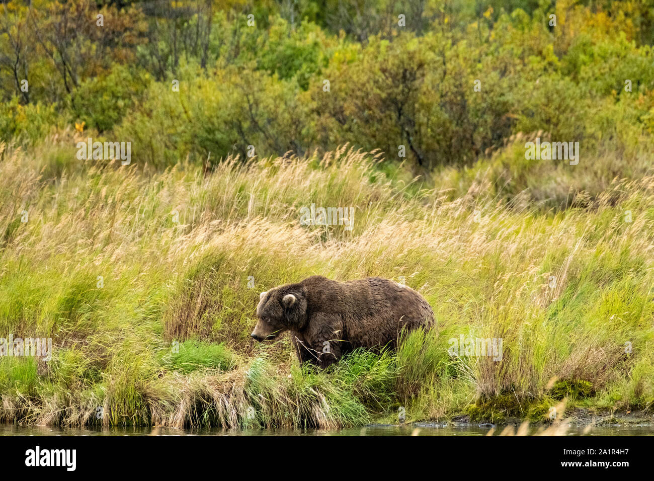 A female adult Brown Bear known as 435 Holly, walks through the high ...