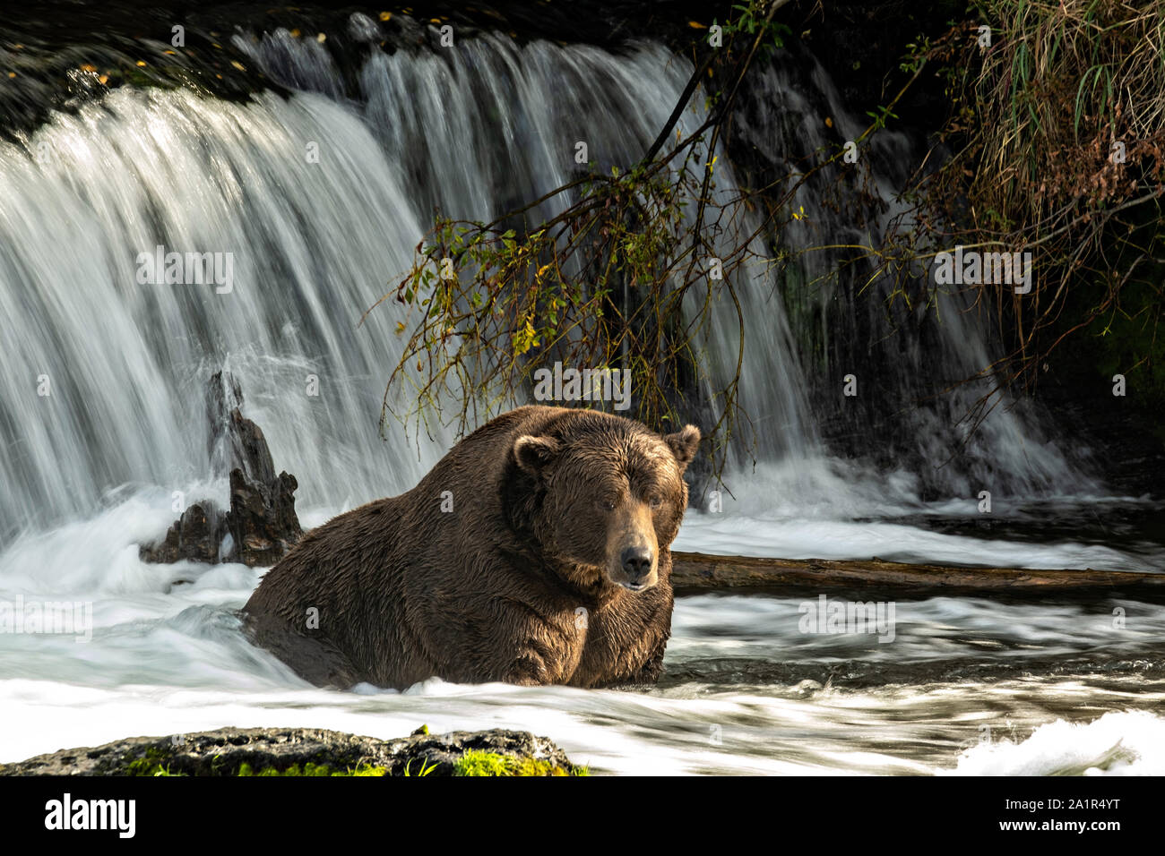 Fat bear 747 hi-res stock photography and images - Alamy