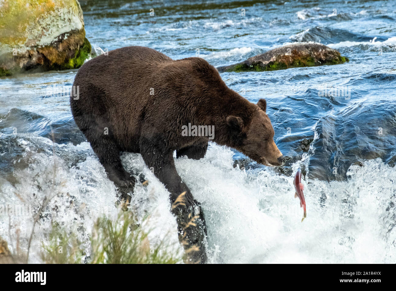 An adult female Brown Bear known as 151 Walker, catches a Sockeye ...