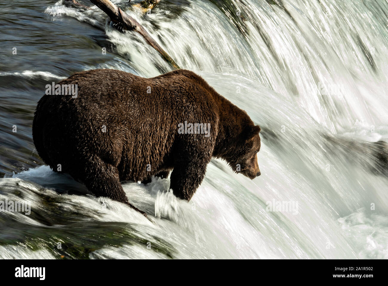 An adult female Brown Bear known as 151 Walker, searches for a Sockeye ...