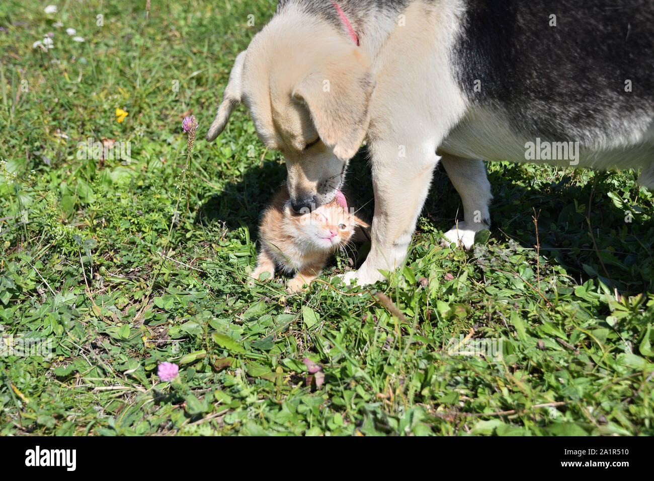 The dog and the little cat came together like a big love Stock Photo ...