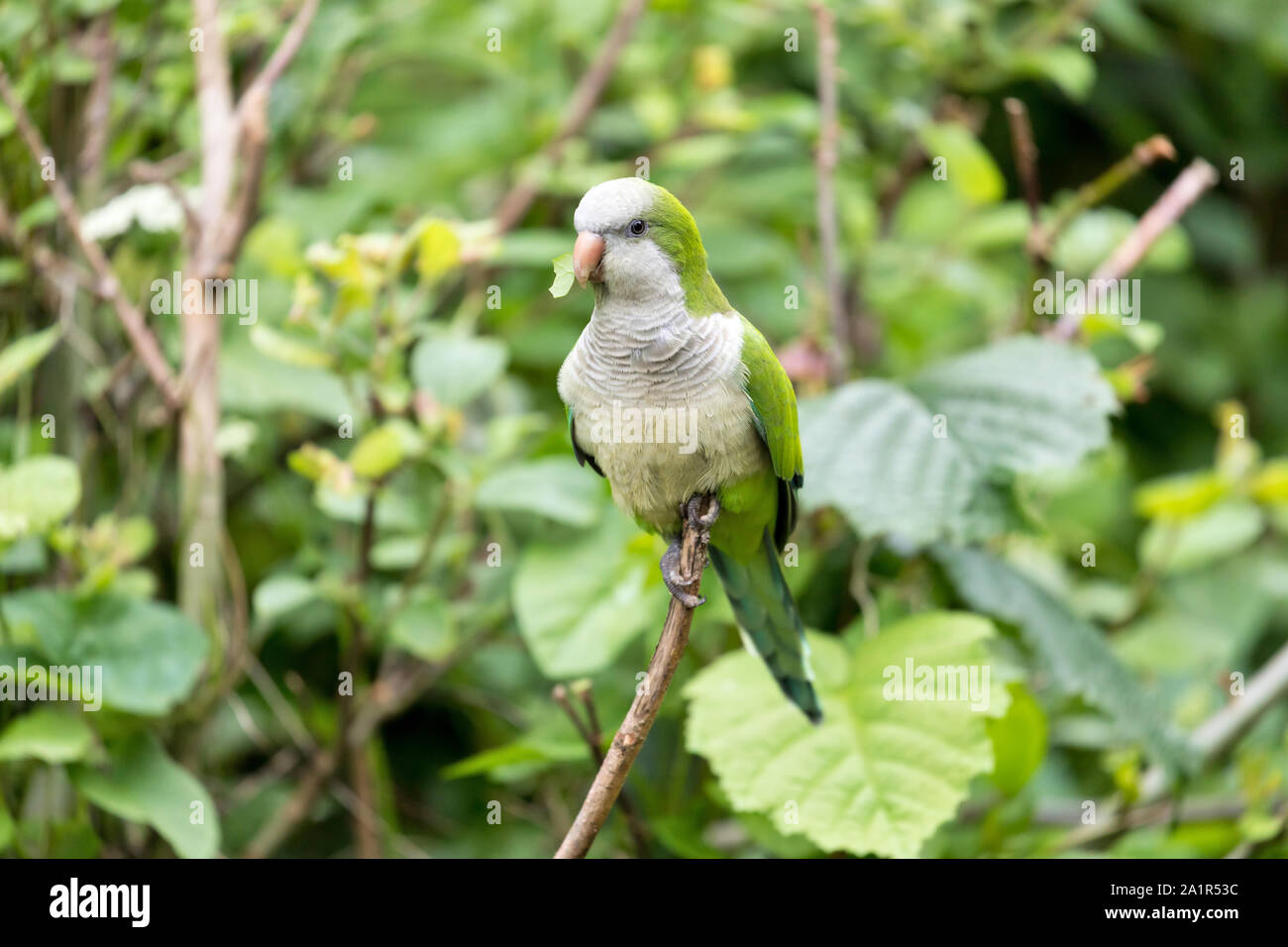 monk parakeet (Myiopsitta monachus) in nature Stock Photo - Alamy