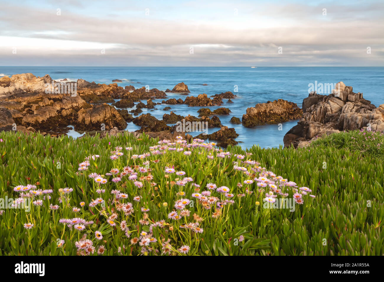 Seaside Daisy High Resolution Stock Photography and Images - Alamy