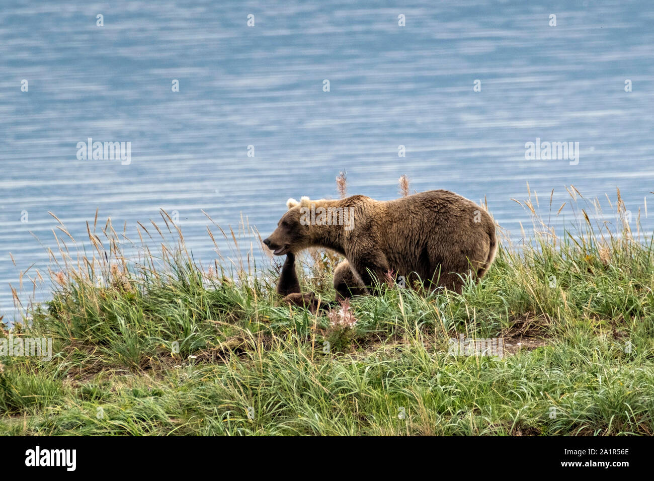 A Brown Bear yearling cub reaches up to touch his mother as they relax ...