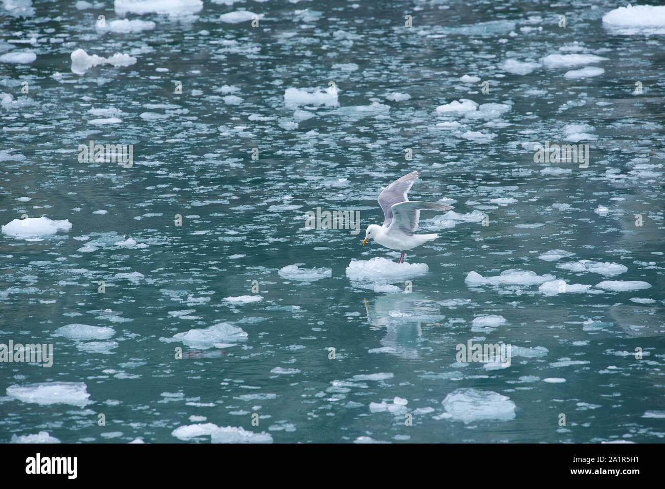 A seagull lands on a tiny piece of ice floating between other pieces of ...