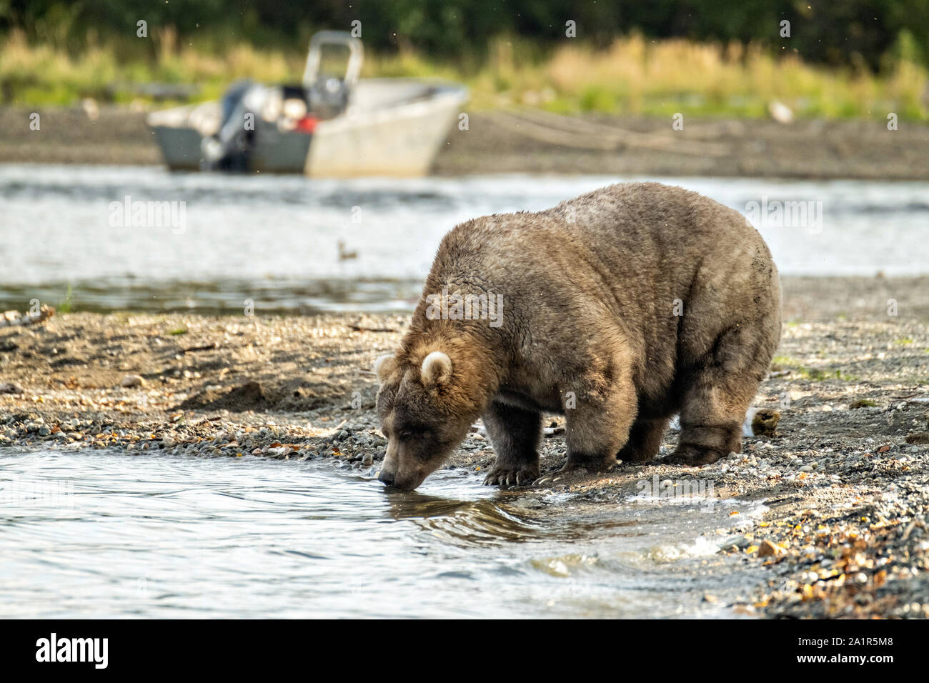 435 fat bear hi-res stock photography and images - Alamy