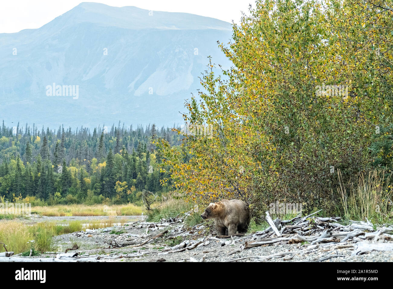An extremely large female adult Brown Bear known as 435 Holly, walks ...