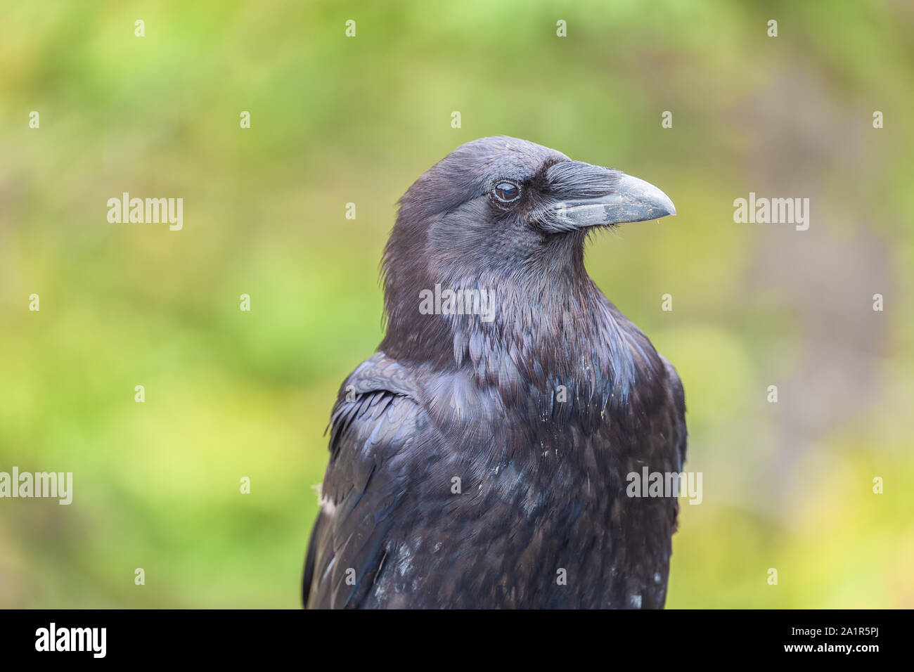 Close up at a North America common raven (Corvus corax principalis ...
