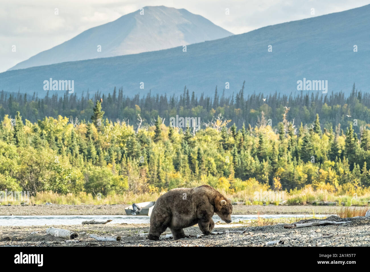 An extremely large female adult Brown Bear known as 435 Holly, walks ...