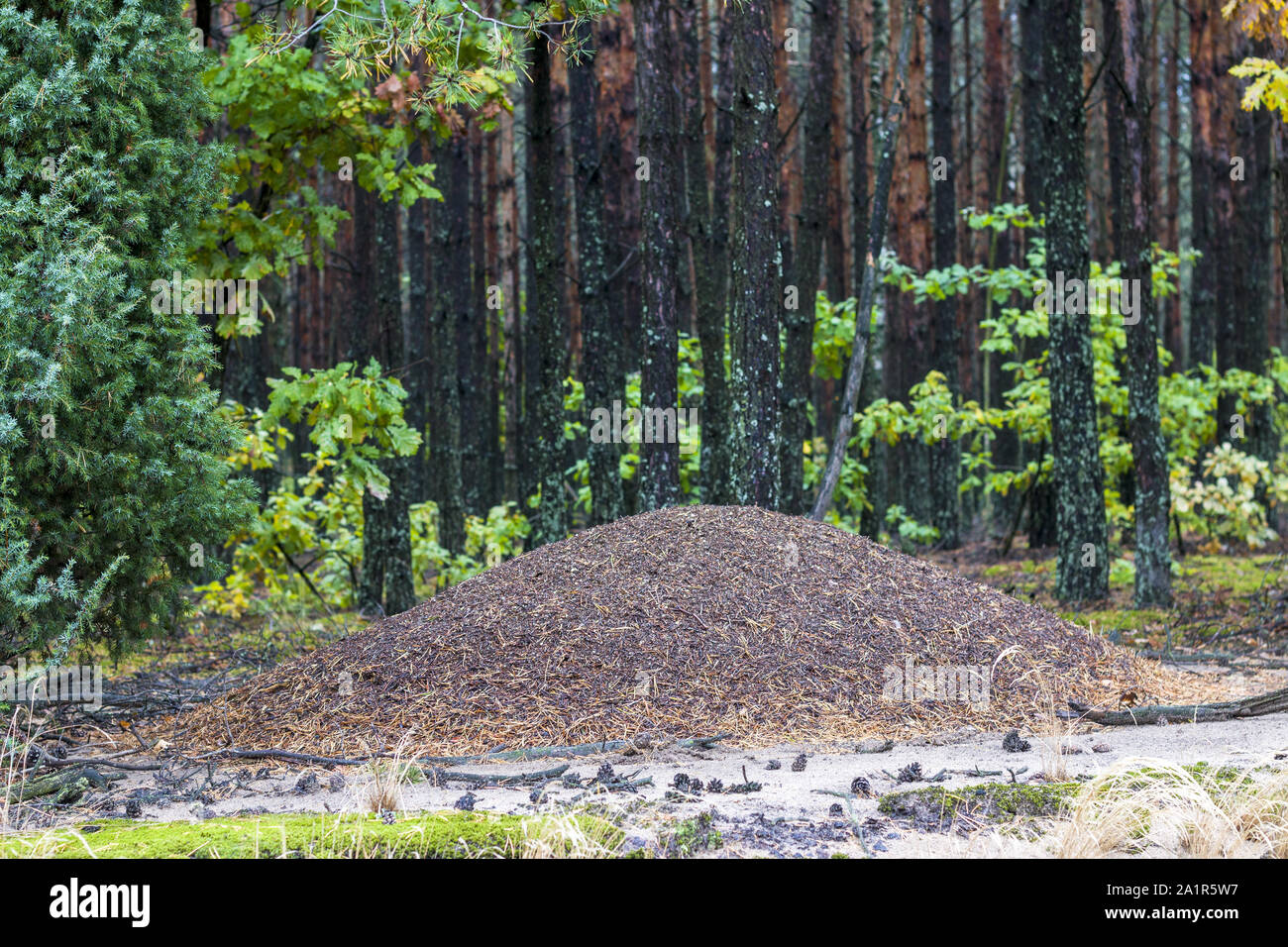 Large wild anthill in forest. Outdoor insect wildlife in wood Stock ...