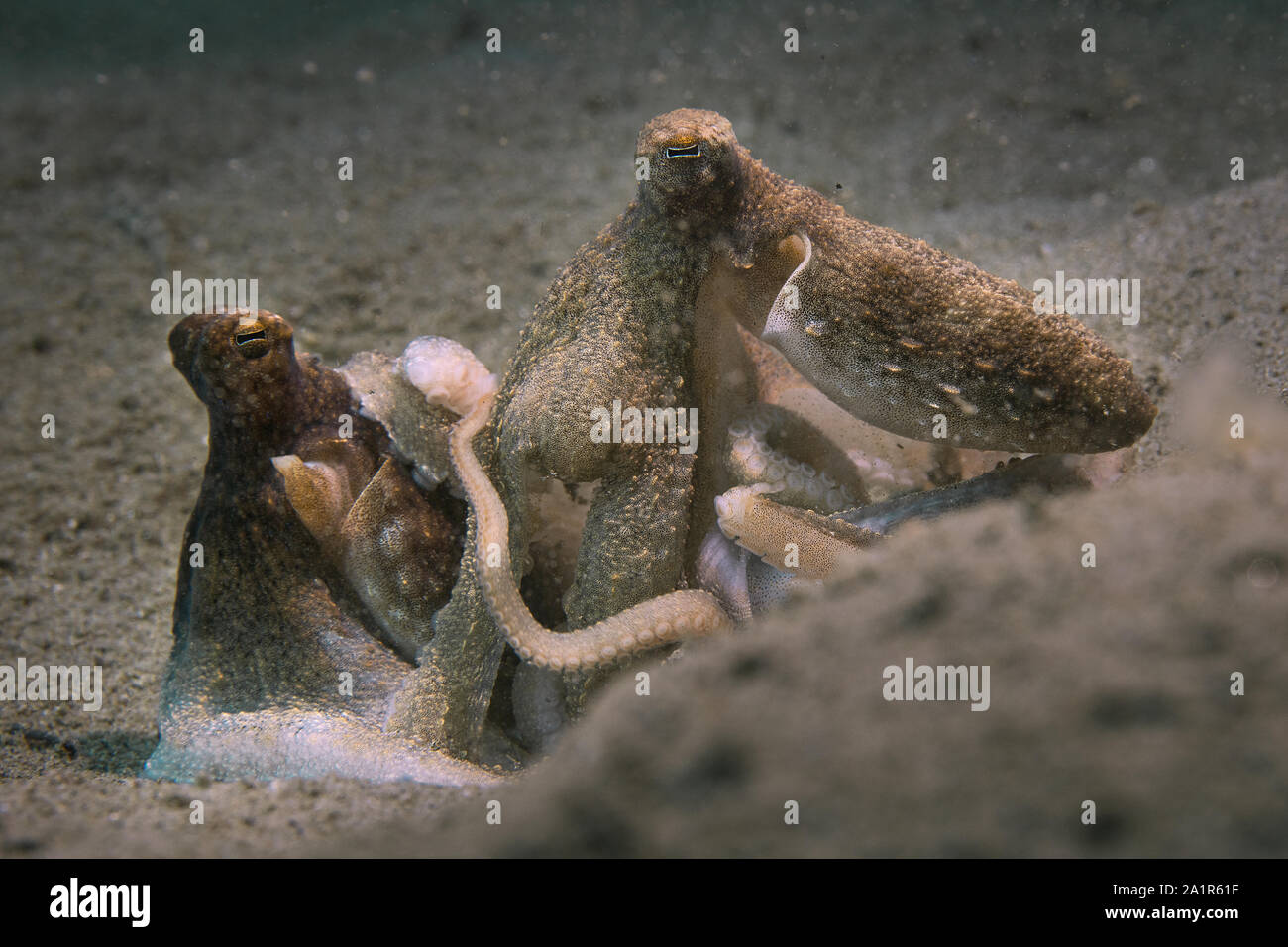 Playing octopuses and their love story. Picture was taken in the Banda ...