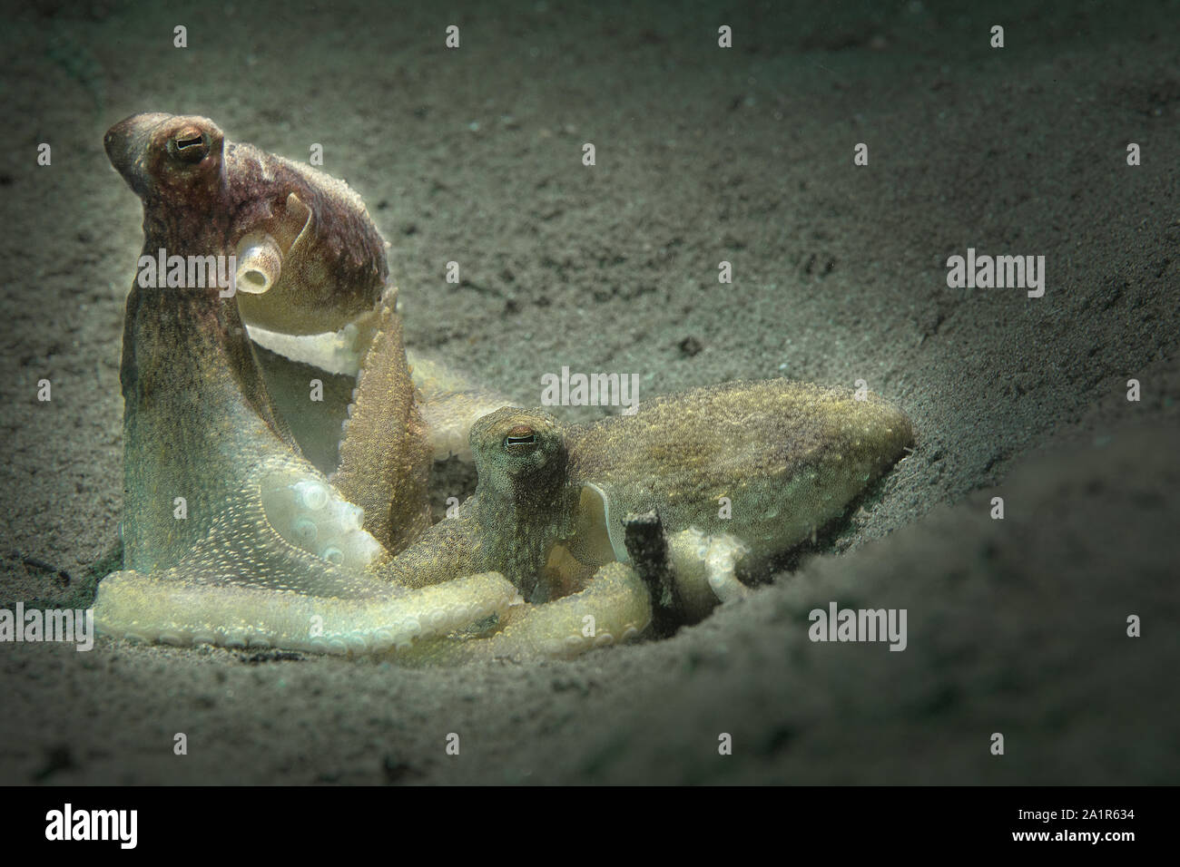 Playing octopuses and their love story. Picture was taken in the Banda ...