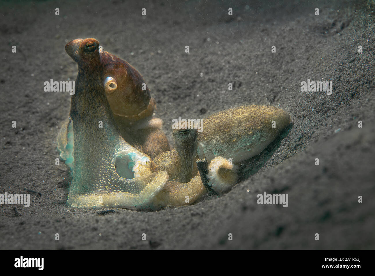 Playing octopuses and their love story. Picture was taken in the Banda ...