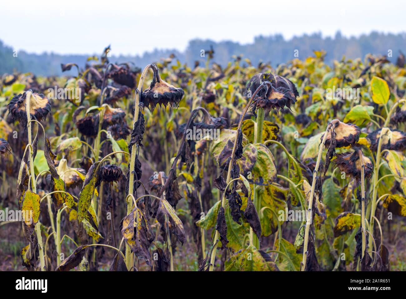 Sunflowers field after chemical treated. Danger farming plant growing ...