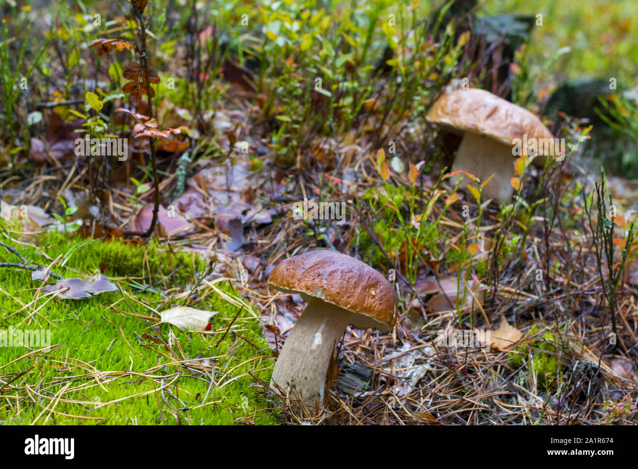 Two autumn big cep mushroom grow. Natural raw food grows in forest ...