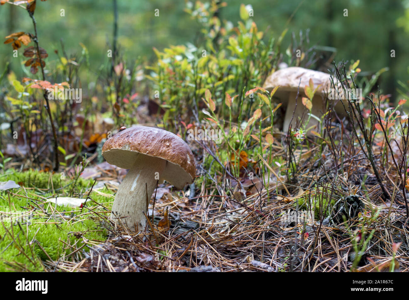 Two ceps and ladybug on mushroom hat. Natural raw food grows in forest ...