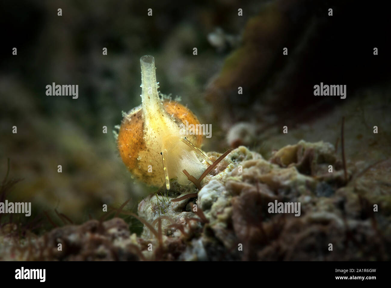 Cowry. Sea snail. Underwater macro from Ambon, Indonesia Stock Photo ...