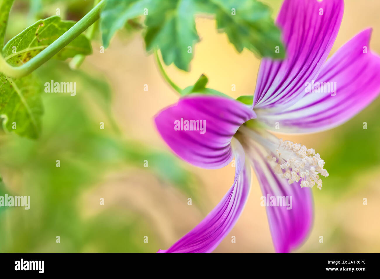 Malva assurgentiflora x purisima hi-res stock photography and images ...