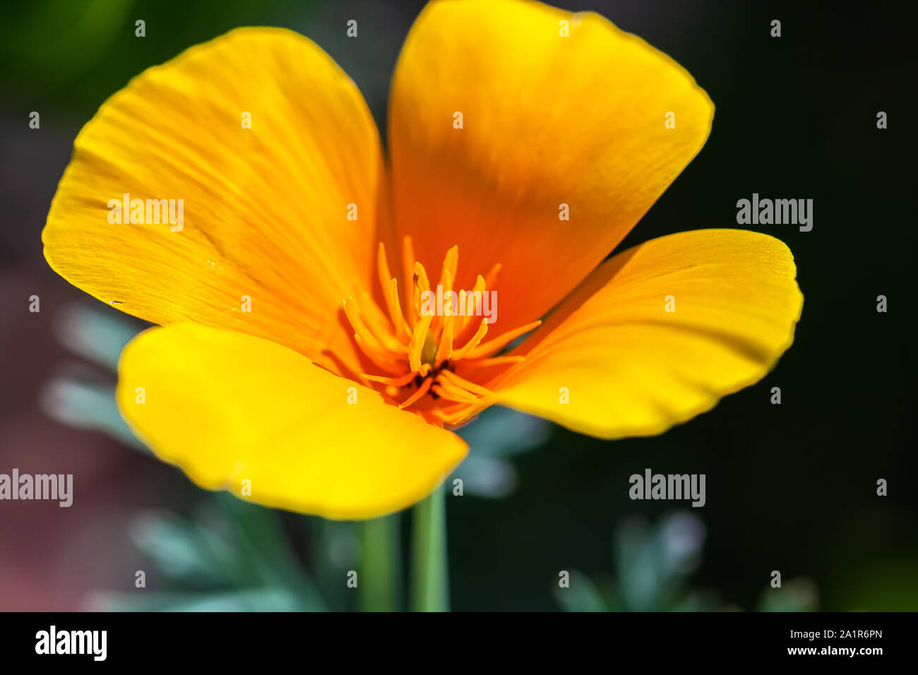 California State flower, California poppy Eschscholzia californica ...
