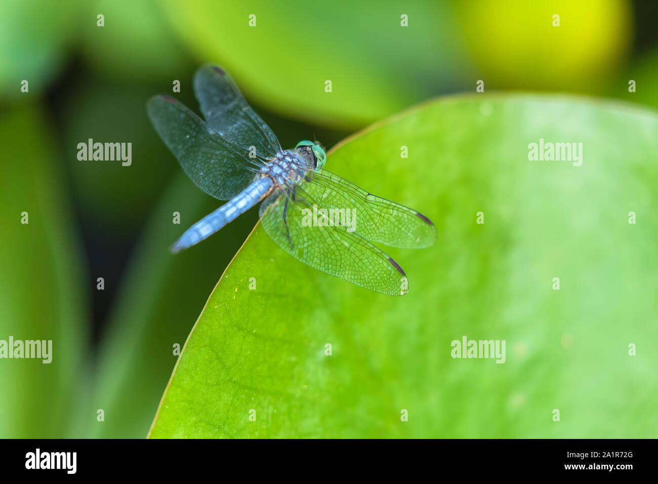 Male blue dasher (Pachydiplax longipennis) perches on a lotus leaf ...