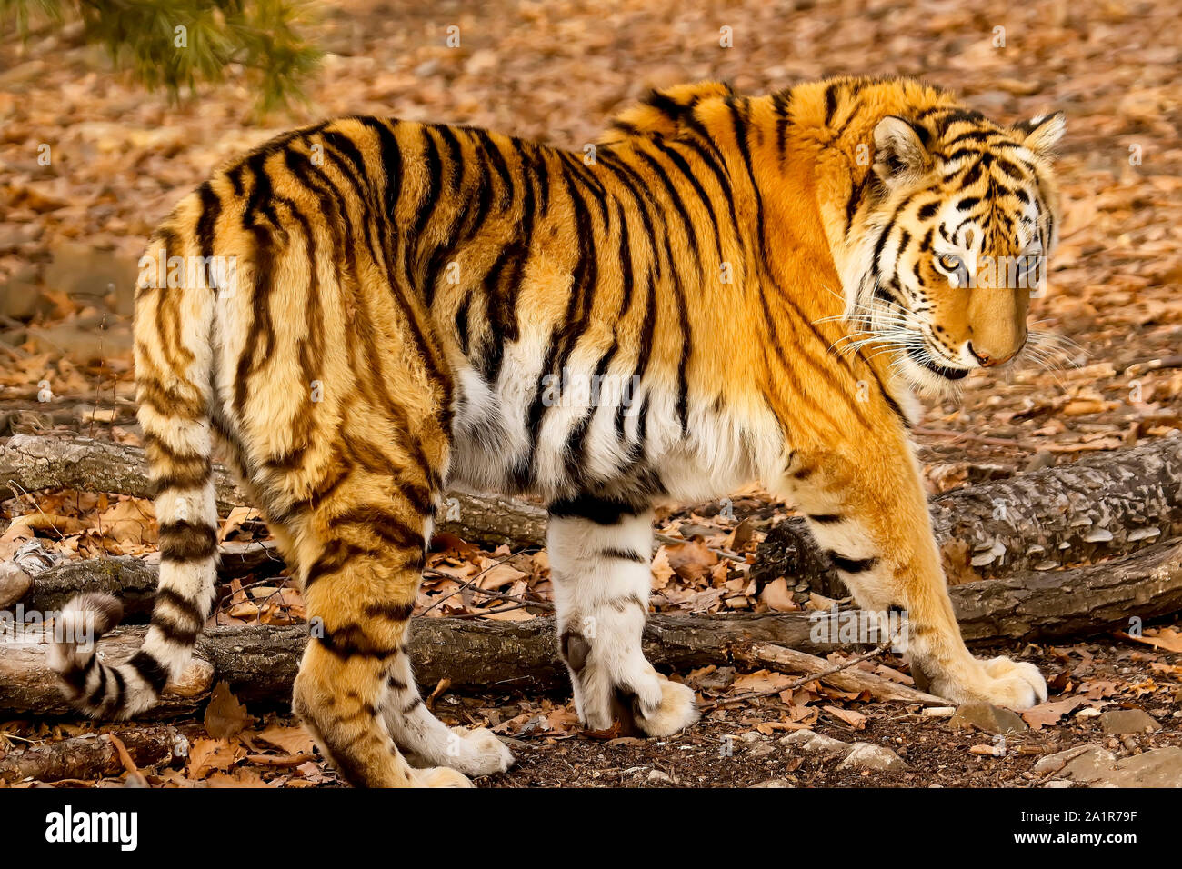 Amur o Siberian tiger, Panthera tigris altaica, Primorsky Krai. Russia ...