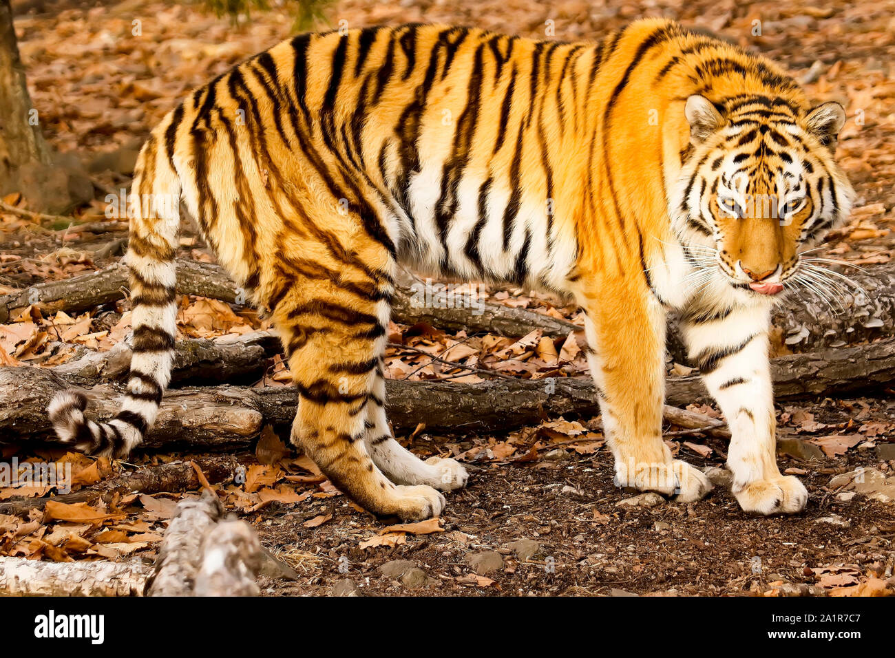 Amur o Siberian tiger, Panthera tigris altaica, Primorsky Krai. Russia ...