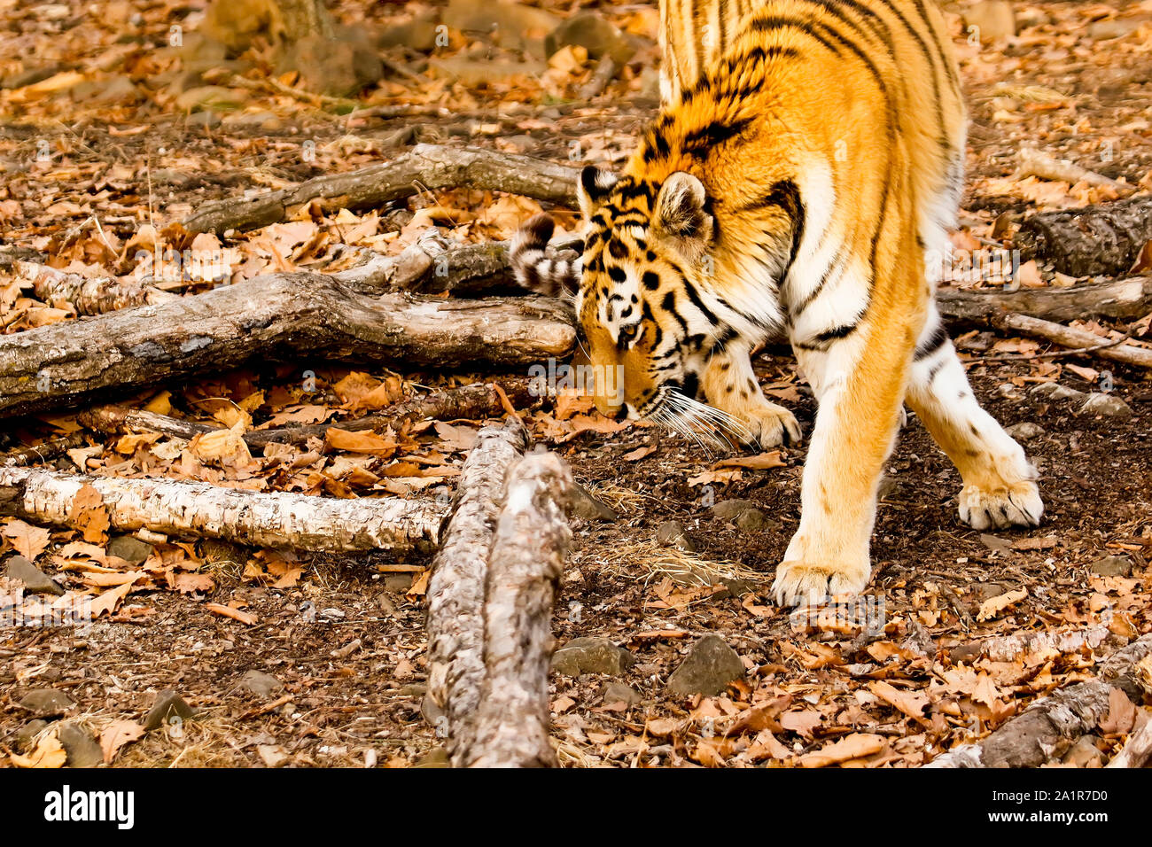 Amur o Siberian tiger, Panthera tigris altaica, Primorsky Krai. Russia ...