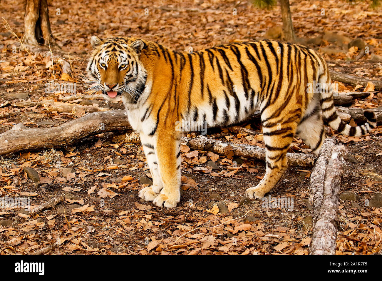 Russia siberian tiger hi-res stock photography and images - Alamy