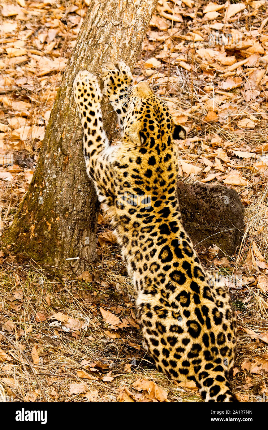 Amur leopard, Panthera pardus orientalis, Primorsky Krai. Russia, Asia ...
