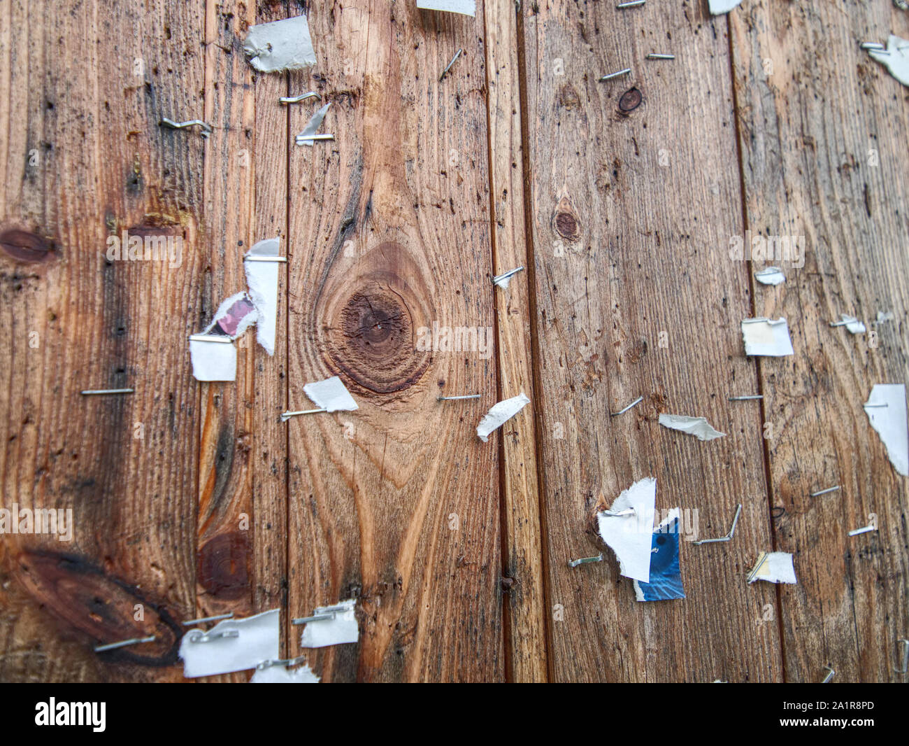 Old Stapled Wood. Paper leftovers on an old wooden wall. Leftovers of ...