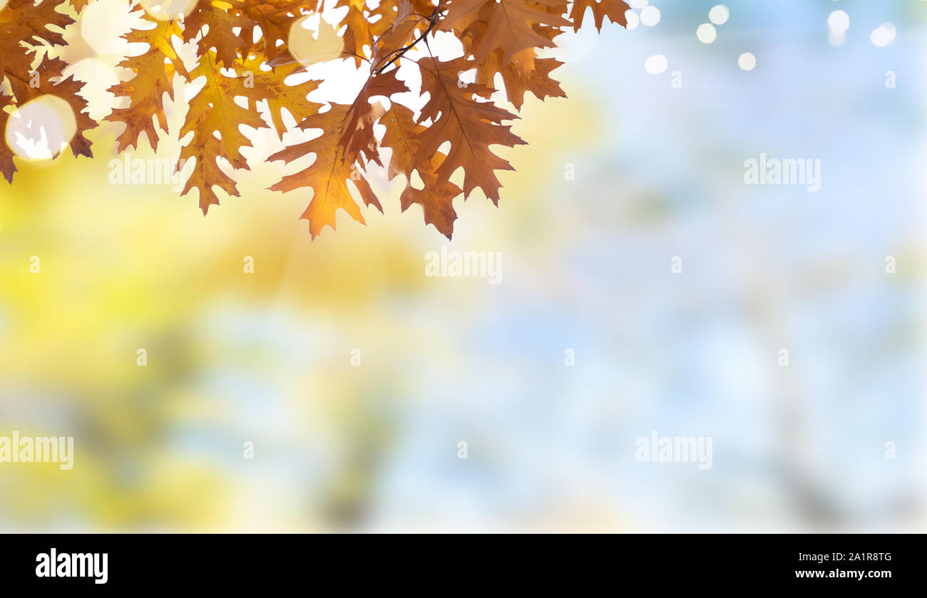 Vibrant fall foliage Stock Photo - Alamy