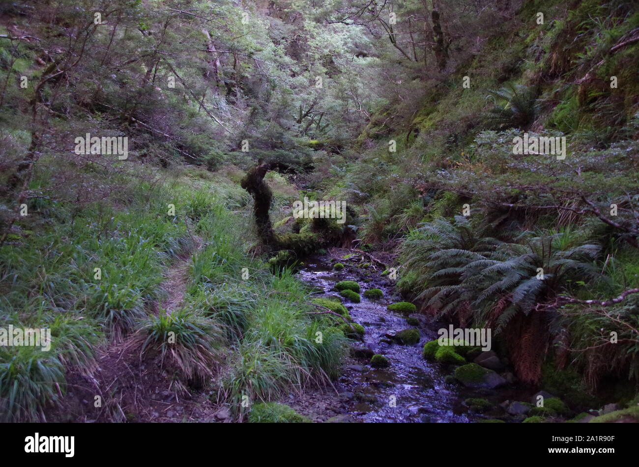 Te Araroa Trail. South Island. New Zealand Stock Photo - Alamy