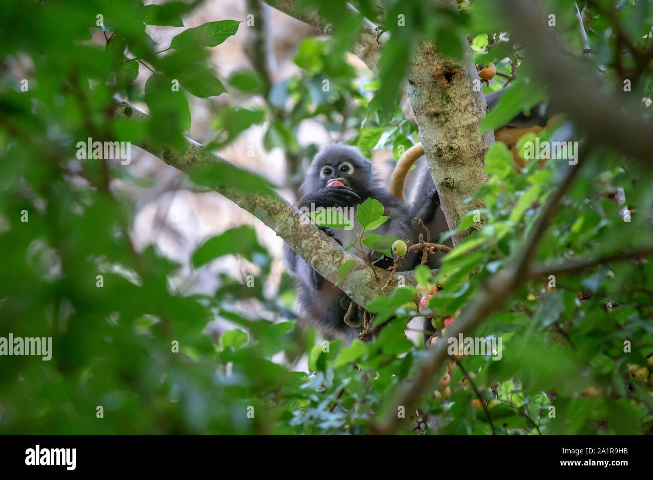 Dusky Leaf Monkey (Trachypithecus obscurus Stock Photo - Alamy